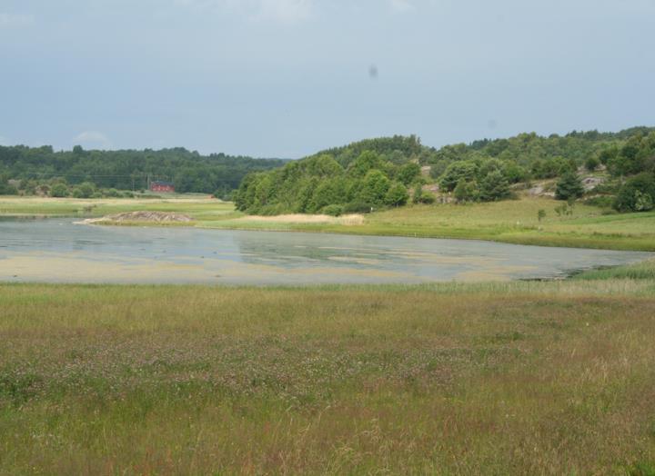 Shallow Bay [IMAGE] | EurekAlert! Science News Releases