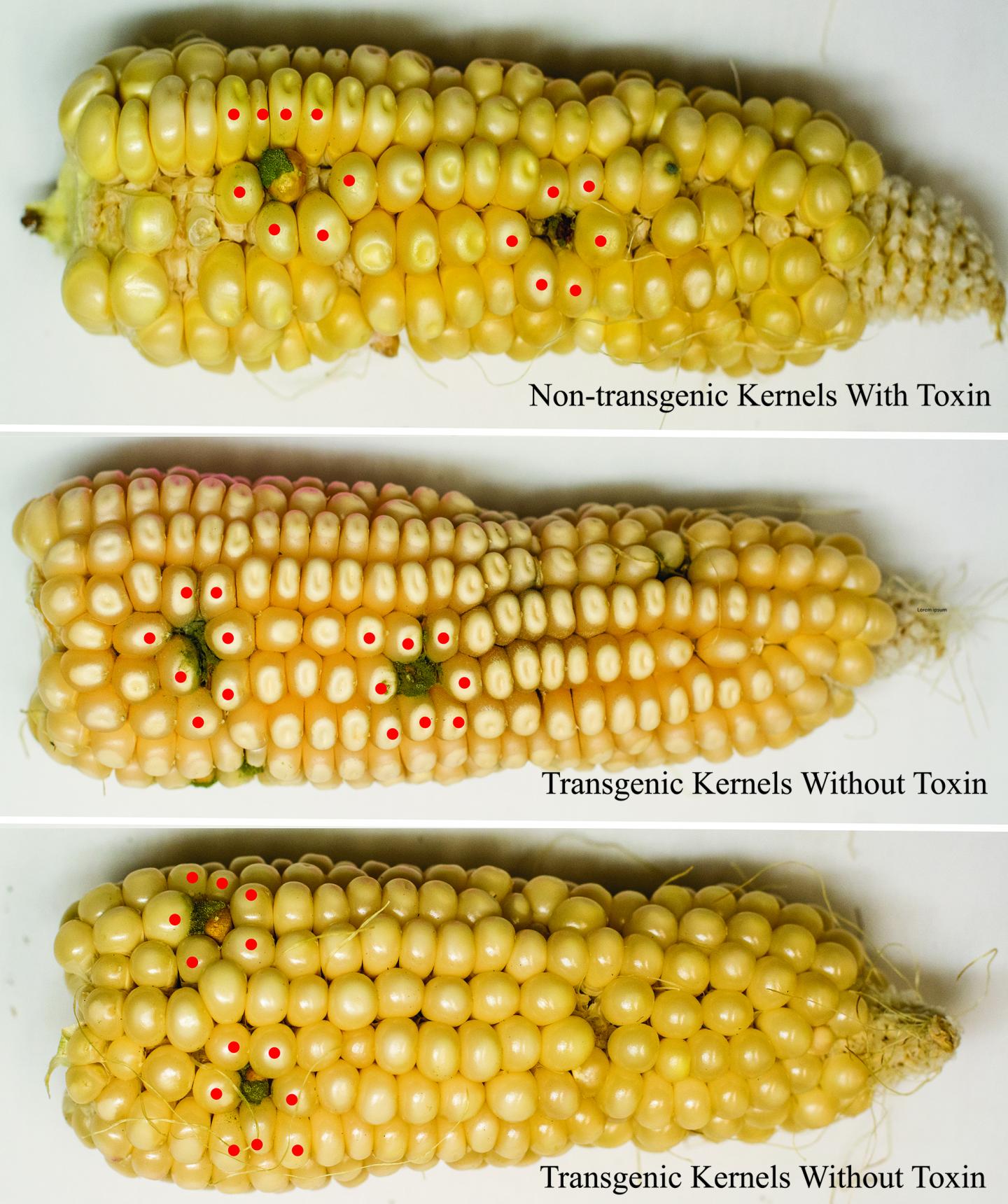 Transgenic Corn Free of Harmful Toxin (4 of 5 | EurekAlert!