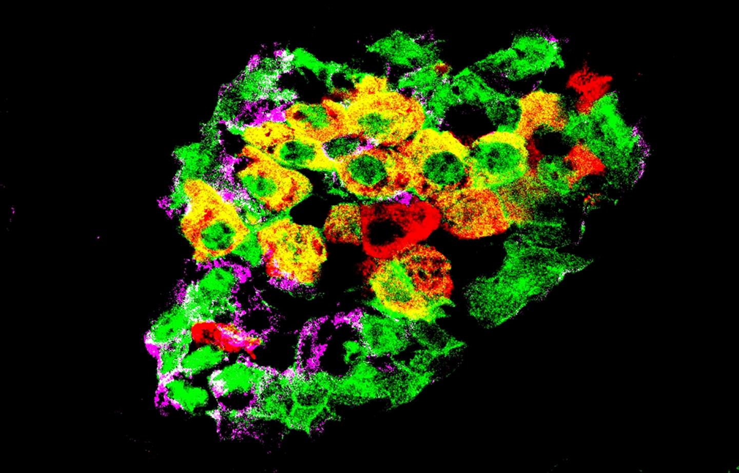 Mouse Pancreatic Islet [IMAGE] | EurekAlert! Science News Releases
