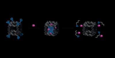 DNA Cages [IMAGE] | EurekAlert! Science News Releases