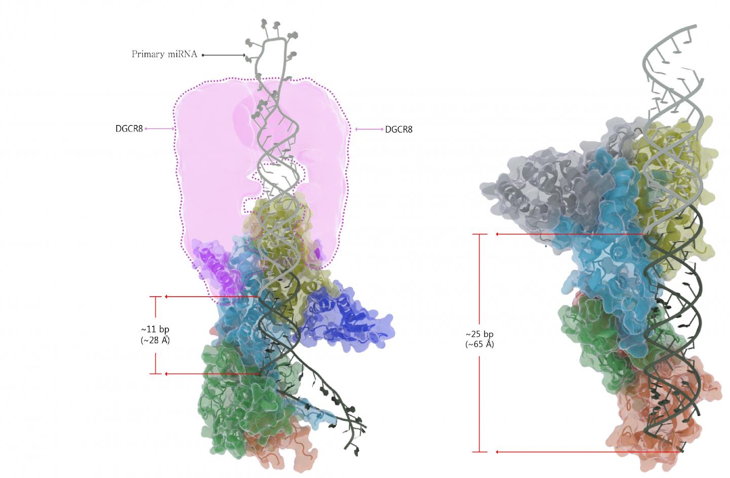 Human DROSHA [IMAGE] | EurekAlert! Science News Releases