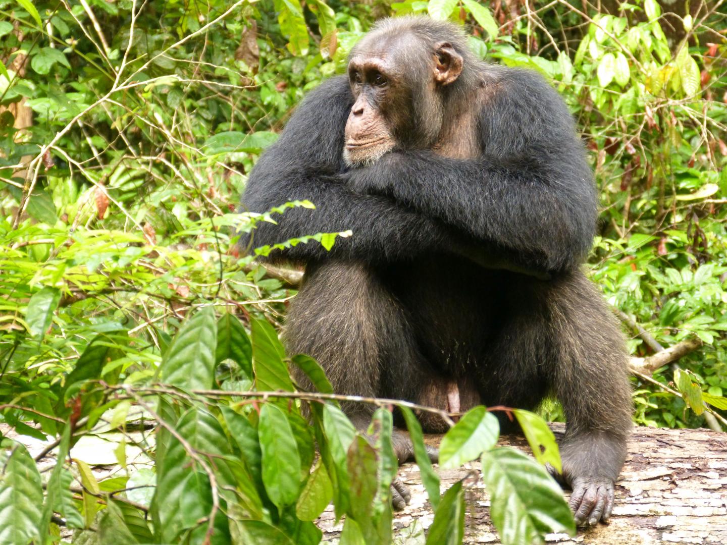 Male Chimpanzee [IMAGE] | EurekAlert! Science News Releases