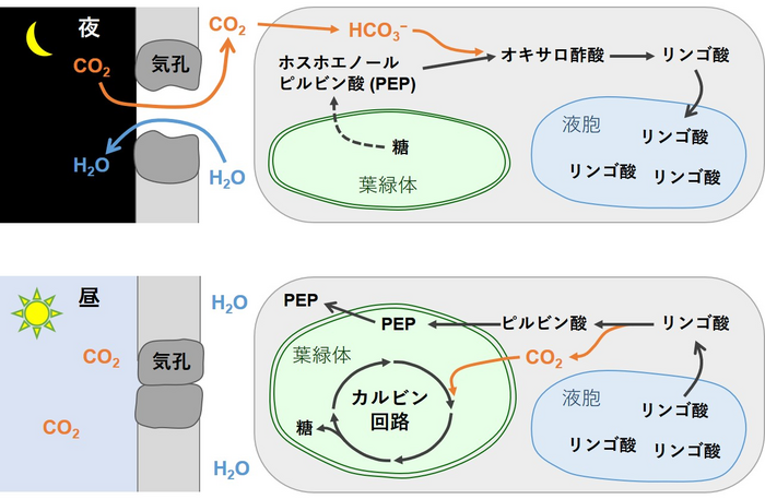 図1 [IMAGE] | EurekAlert! Science News Releases