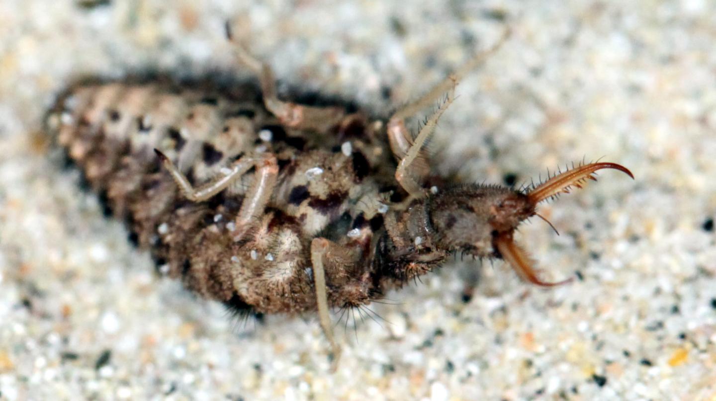 European antlion (Euroleon nos [IMAGE] | EurekAlert! Science News Releases