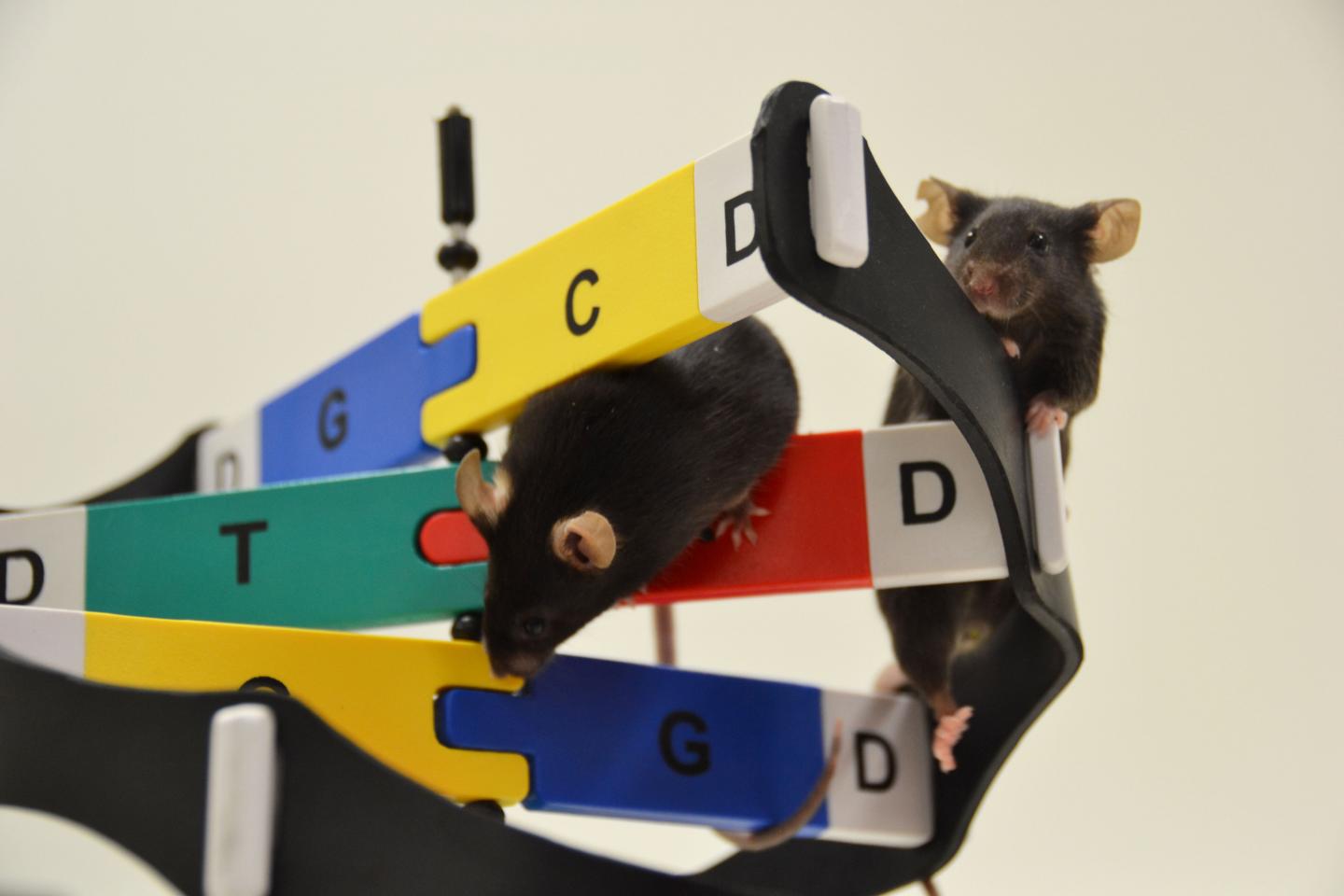 Sex Reversed And Female Mouse [image] Eurekalert Science News Releases