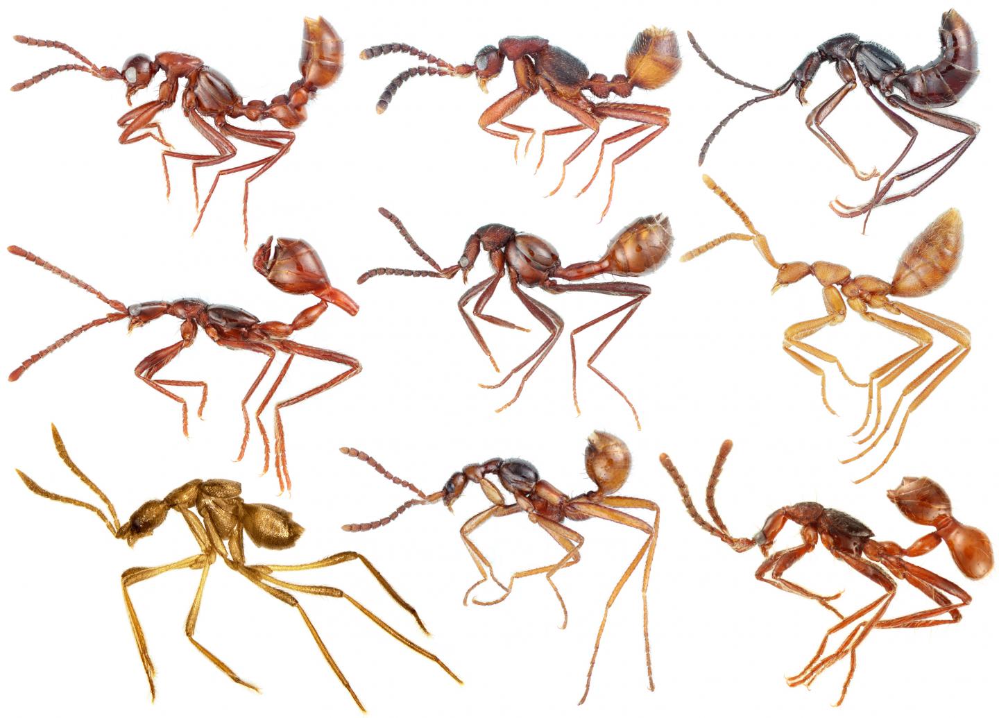 Nine Convergent Rove Beetle Ge [IMAGE] | EurekAlert! Science News Releases
