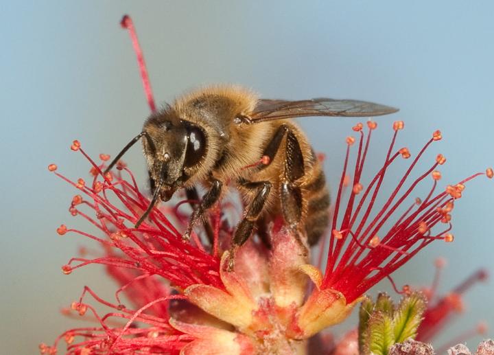 Honeybee [IMAGE] | EurekAlert! Science News Releases