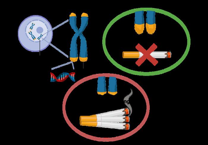 Genetic evidence shows that smoking can cause | EurekAlert!