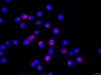 More detailed analysis of how cells react to | EurekAlert!