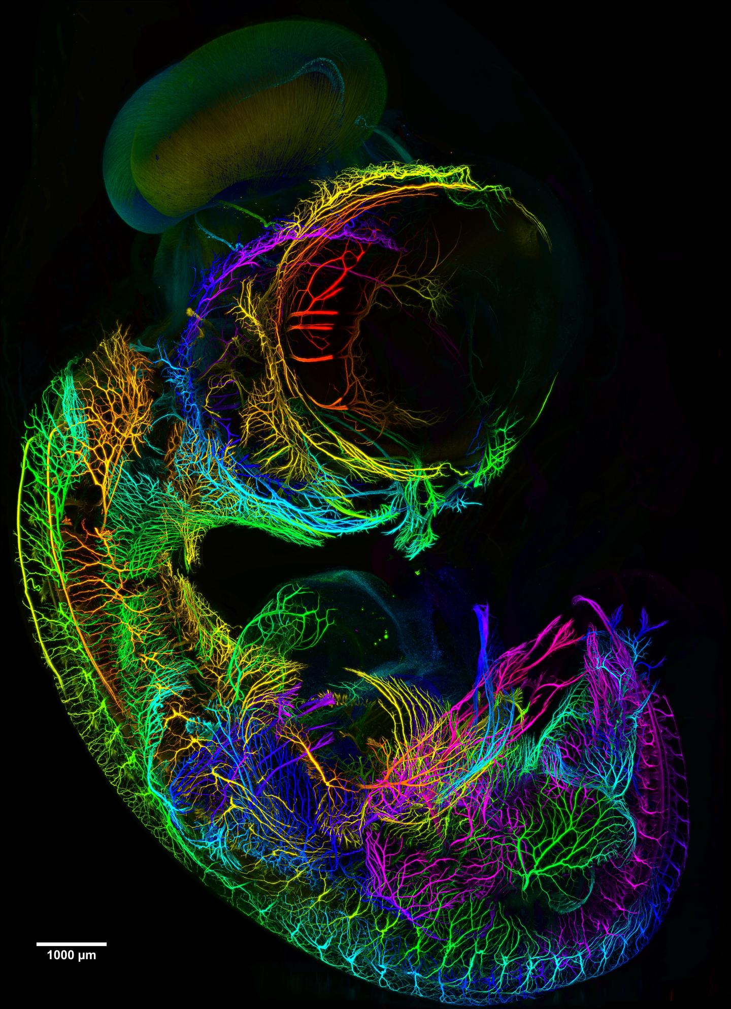 Chicken Embryo Nervous System [IMAGE] | EurekAlert! Science News Releases