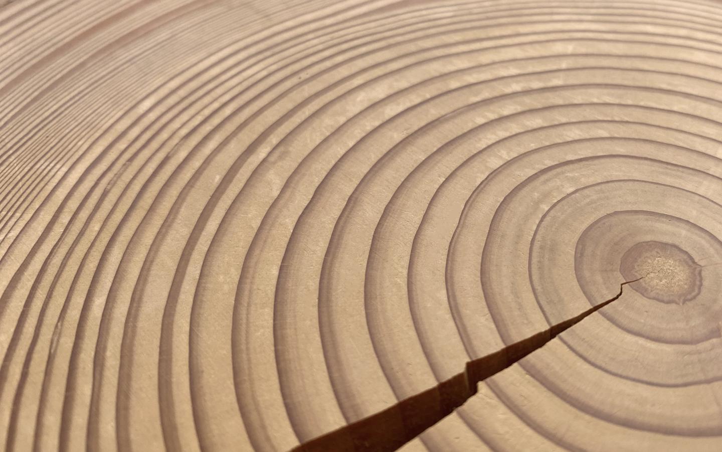 Tree Rings [IMAGE] | EurekAlert! Science News Releases