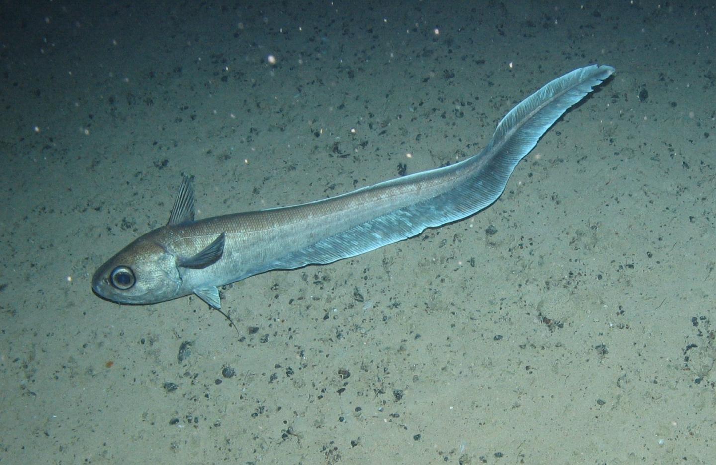 Deep-sea fish choose habitat according to gen | EurekAlert!