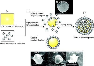 Microcapsules [IMAGE] | EurekAlert! Science News Releases