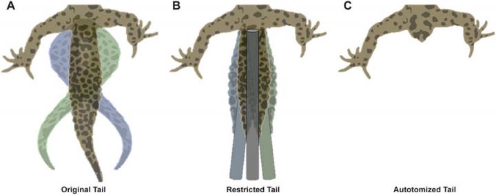 Experimental Set Up [IMAGE] | EurekAlert! Science News Releases
