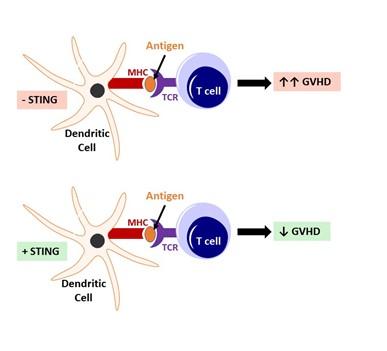 STING graphic [IMAGE] | EurekAlert! Science News Releases