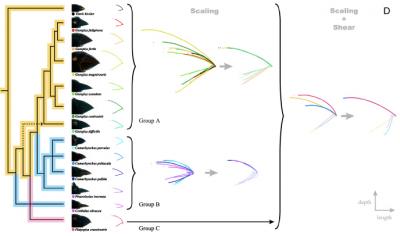 Simple math explains dramatic beak shape vari | EurekAlert!