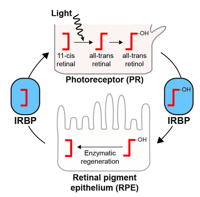 Vertebrate Visual Cycle [IMAGE] | EurekAlert! Science News Releases