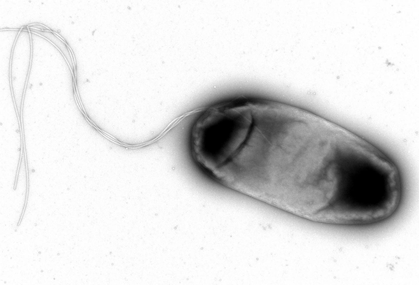 E. coli Bacterium [IMAGE] | EurekAlert! Science News Releases