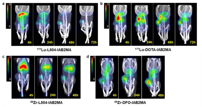 Small animal SPECT/CT images c [IMAGE] | EurekAlert! Science News Releases