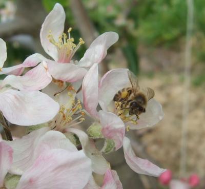 Wild Pollinators Crucial For Food Crops (9 of | EurekAlert!
