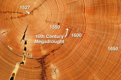 Tree-rings Show 1600s Megadrou [IMAGE] | EurekAlert! Science News Releases
