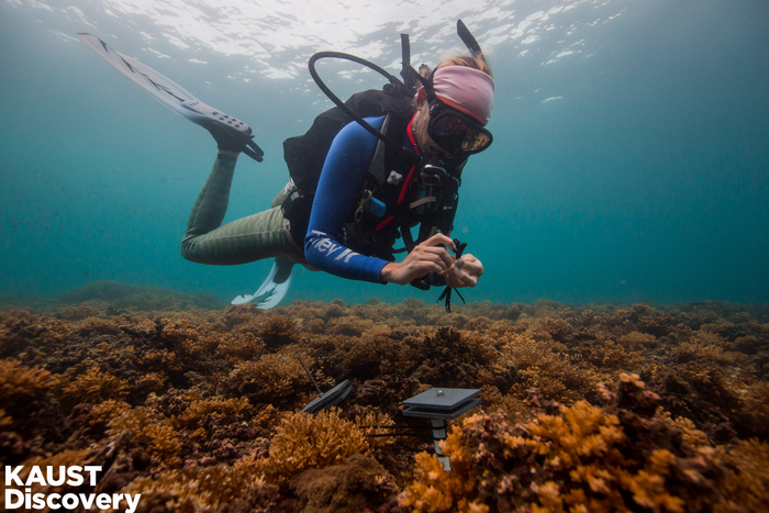Checking coral reef health one tile at a time | EurekAlert!