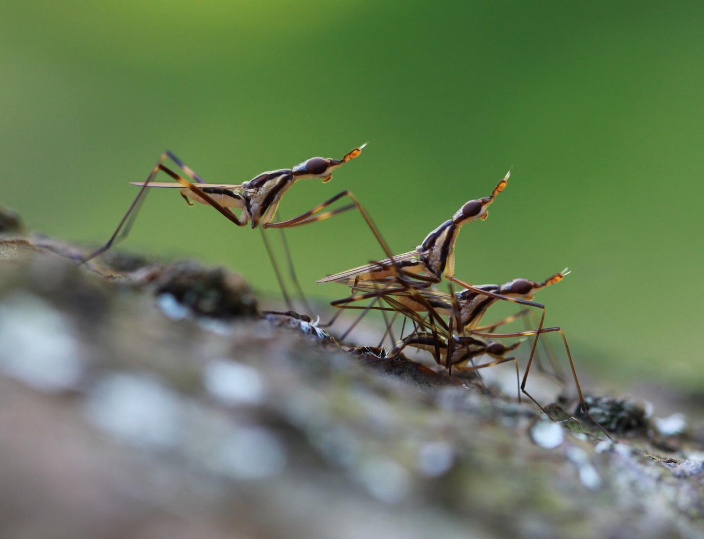 Neriid Fly 2 [IMAGE] | EurekAlert! Science News Releases