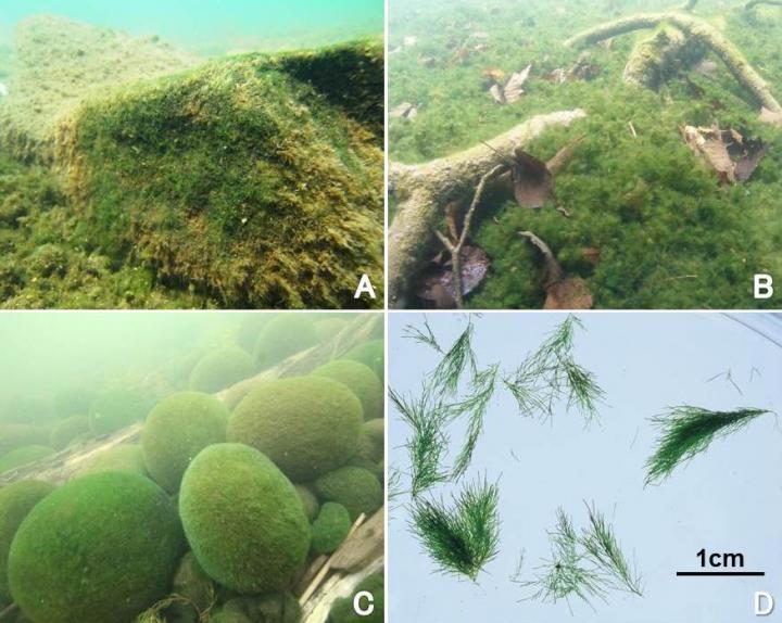 The Three Forms Of A Linnaei IMAGE EurekAlert Science News Releases