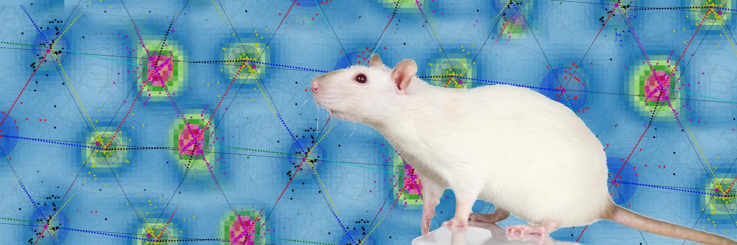 Connecting Multiple Spatial Scales to Decode | EurekAlert!