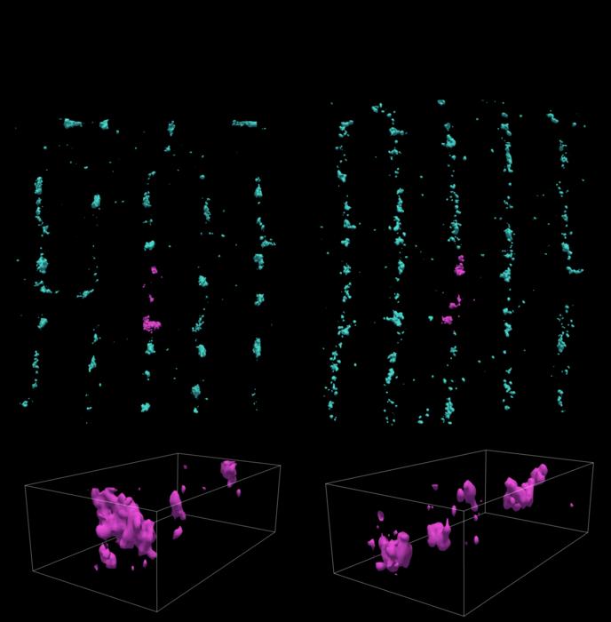 Cutting Edge Imaging Unravels Sex Specific St Eurekalert