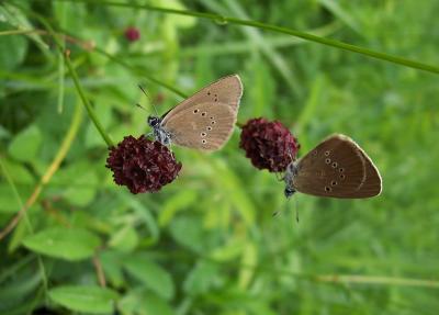 Dusky Large Blue [IMAGE] | EurekAlert! Science News Releases