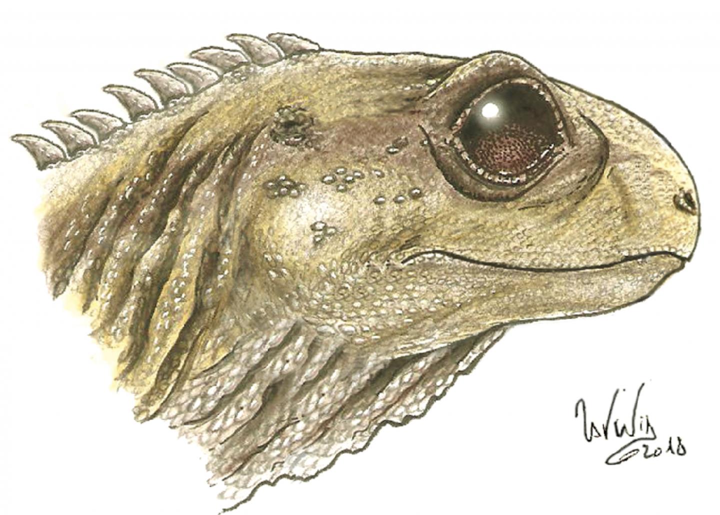 Life Image of Clevosaurus