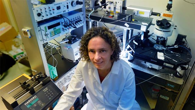 Star-shaped cells help blood vessels in the b | EurekAlert!