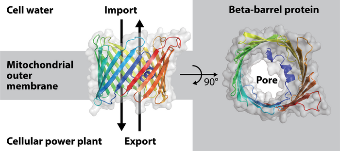 Formation of pores in mitochondrial membrane | EurekAlert!