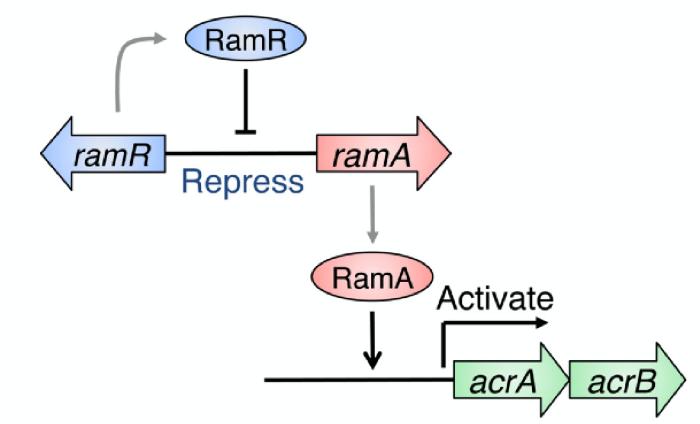 Figure 1 [IMAGE] | EurekAlert! Science News Releases