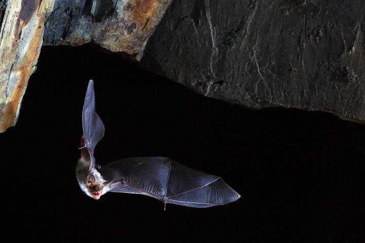 Bat DNA Provides Insights into the Aging Proc | EurekAlert!