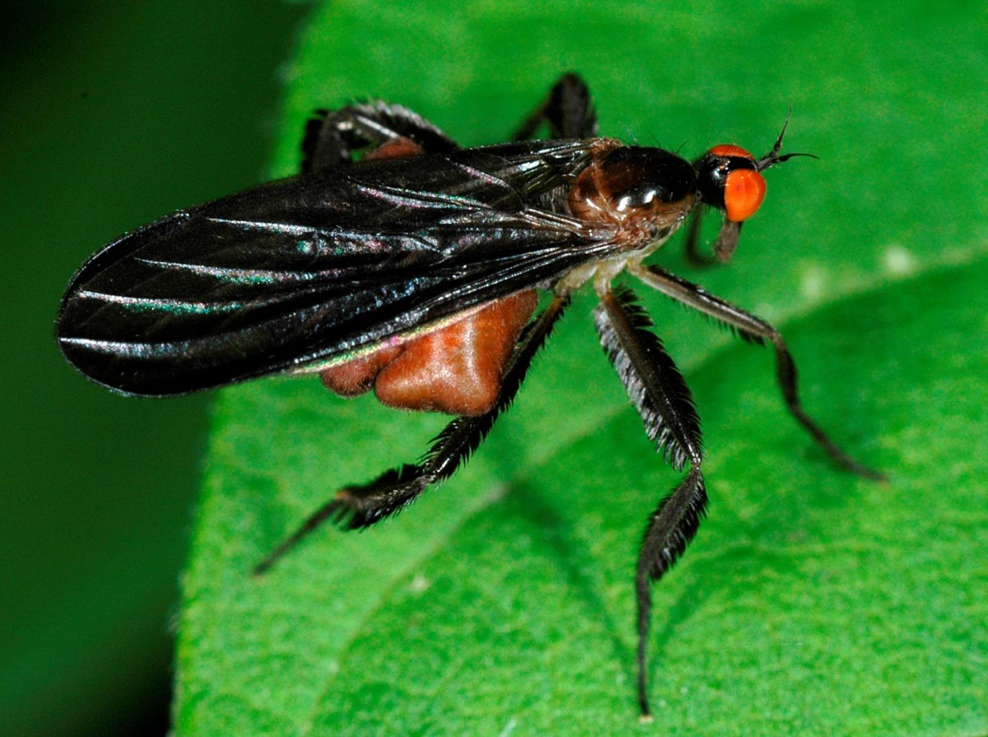 Dance Fly [IMAGE] | EurekAlert! Science News Releases