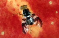The apple maggot fly -- how an altered sense | EurekAlert!