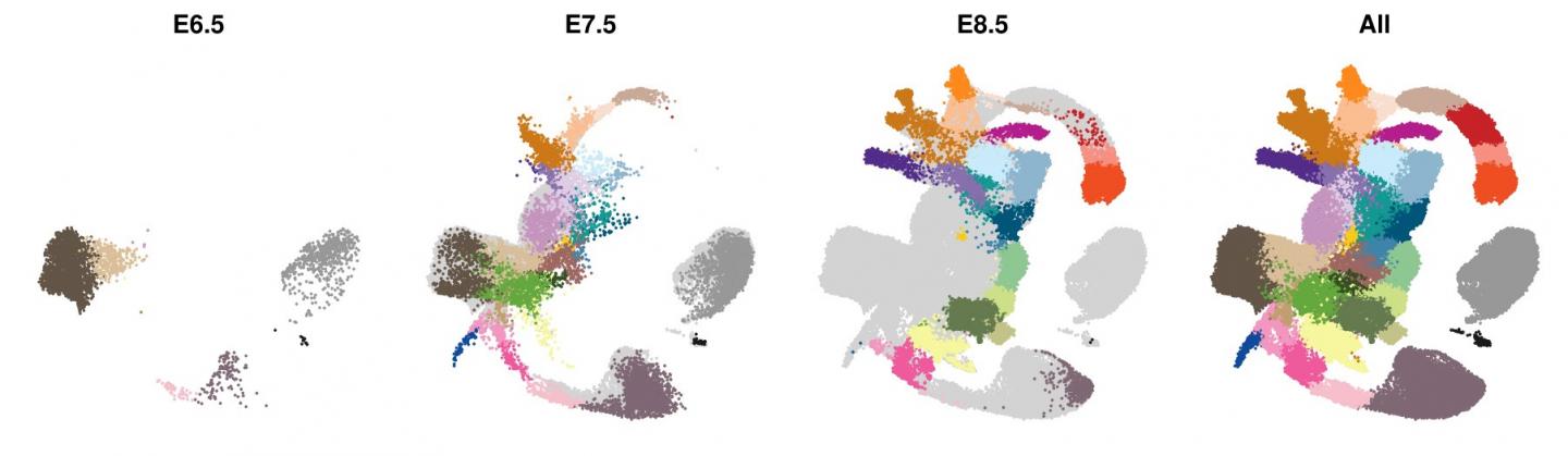 A 'Molecular Map' of Early Mam [IMAGE] | EurekAlert! Science News Releases
