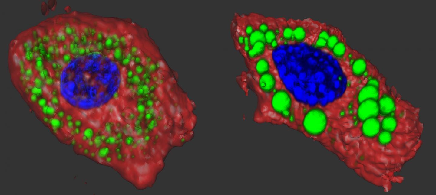 Fat Cells from Mice [IMAGE] | EurekAlert! Science News Releases