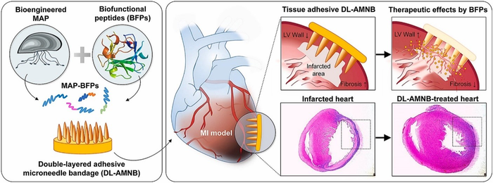 Using mussel adhesive proteins for cardiac ti | EurekAlert!