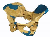 Prehistoric pelvis offers clues to human deve | EurekAlert!