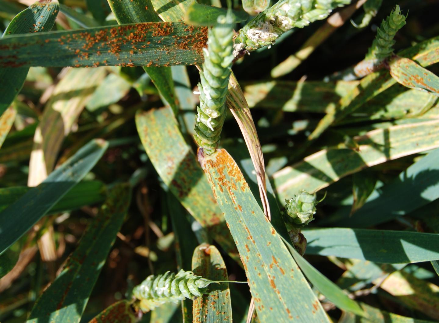 Wheat Stem Rust [IMAGE] | EurekAlert! Science News Releases