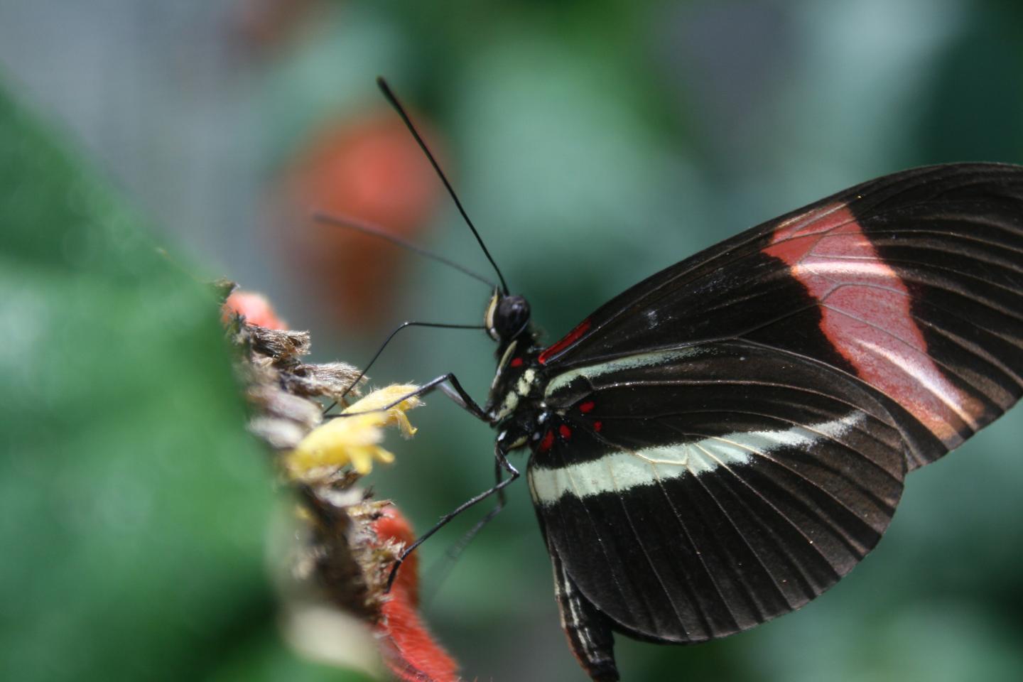 DNA Exchange Among Species Is Major Contribut | EurekAlert!