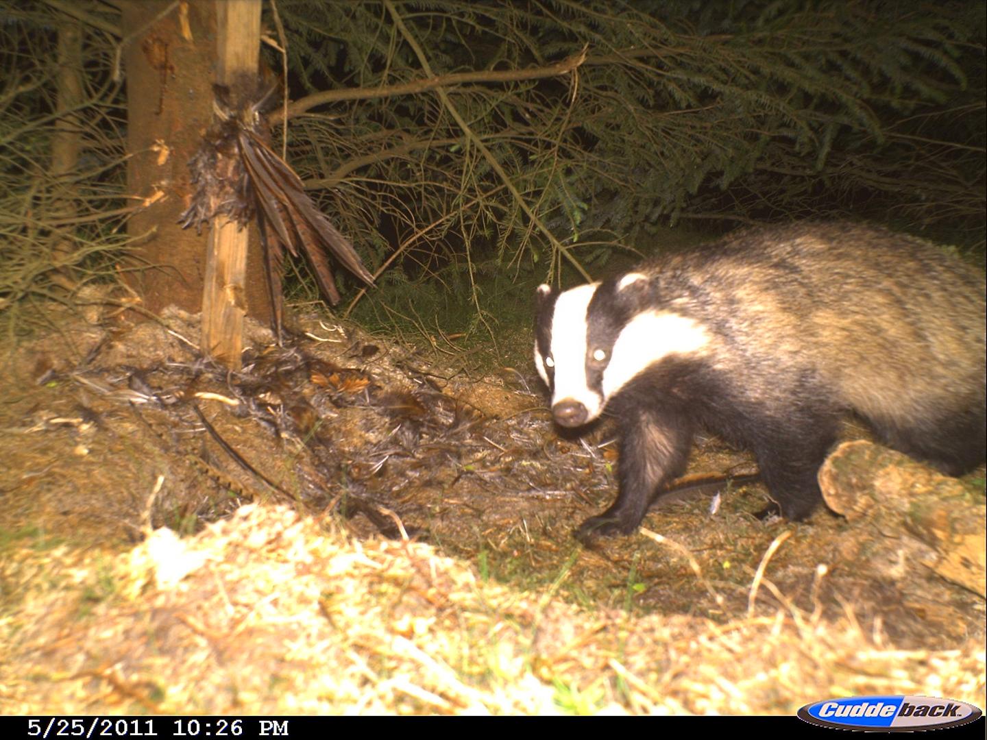 Badger Caught on Camera (1 of [IMAGE] | EurekAlert! Science News Releases