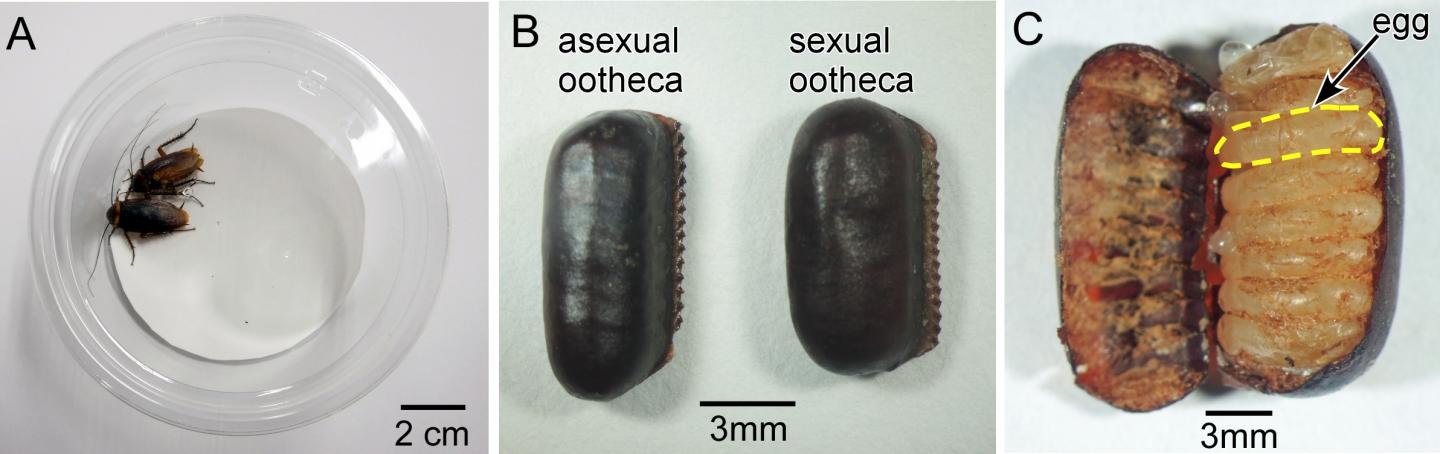 Female Cockroaches and Egg Cas [IMAGE] | EurekAlert! Science News Releases