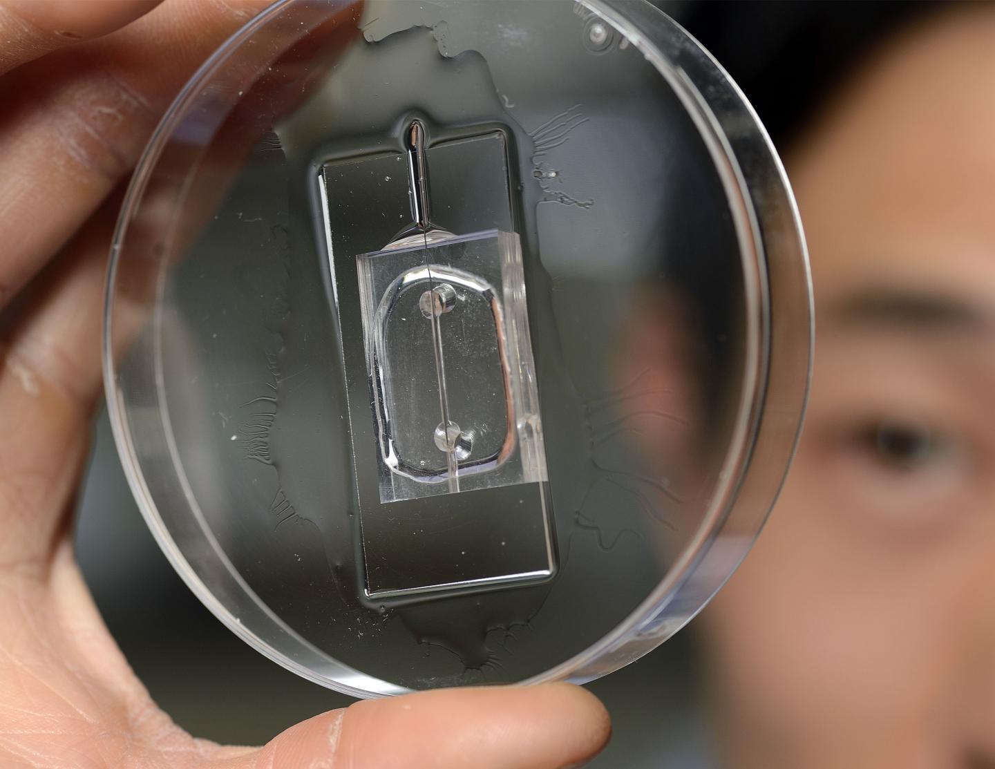 Lab Chip Dish [IMAGE] | EurekAlert! Science News Releases