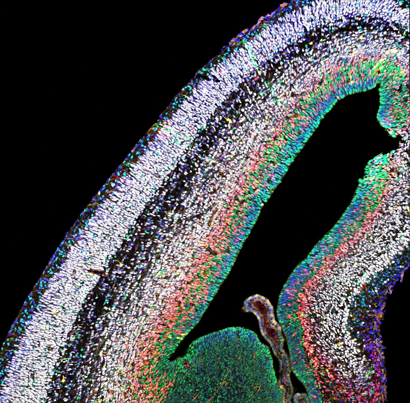 Confocal Image Of The Embryoni [IMAGE] | EurekAlert! Science News Releases
