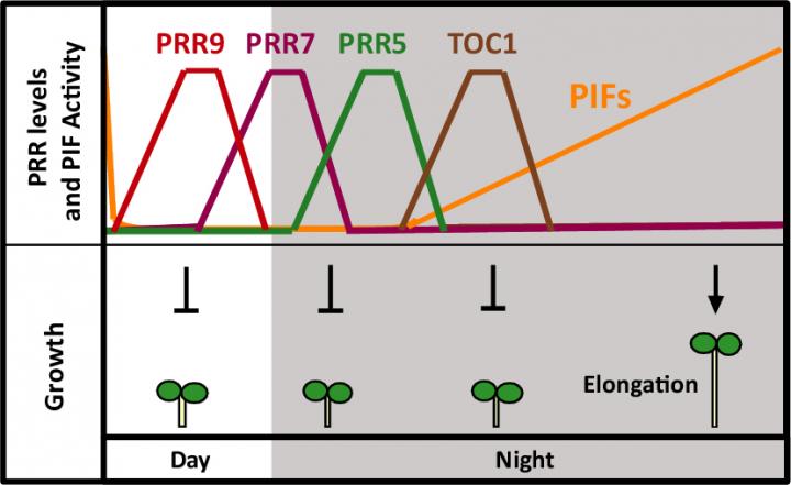 PRR & PIF Scheme [IMAGE] | EurekAlert! Science News Releases