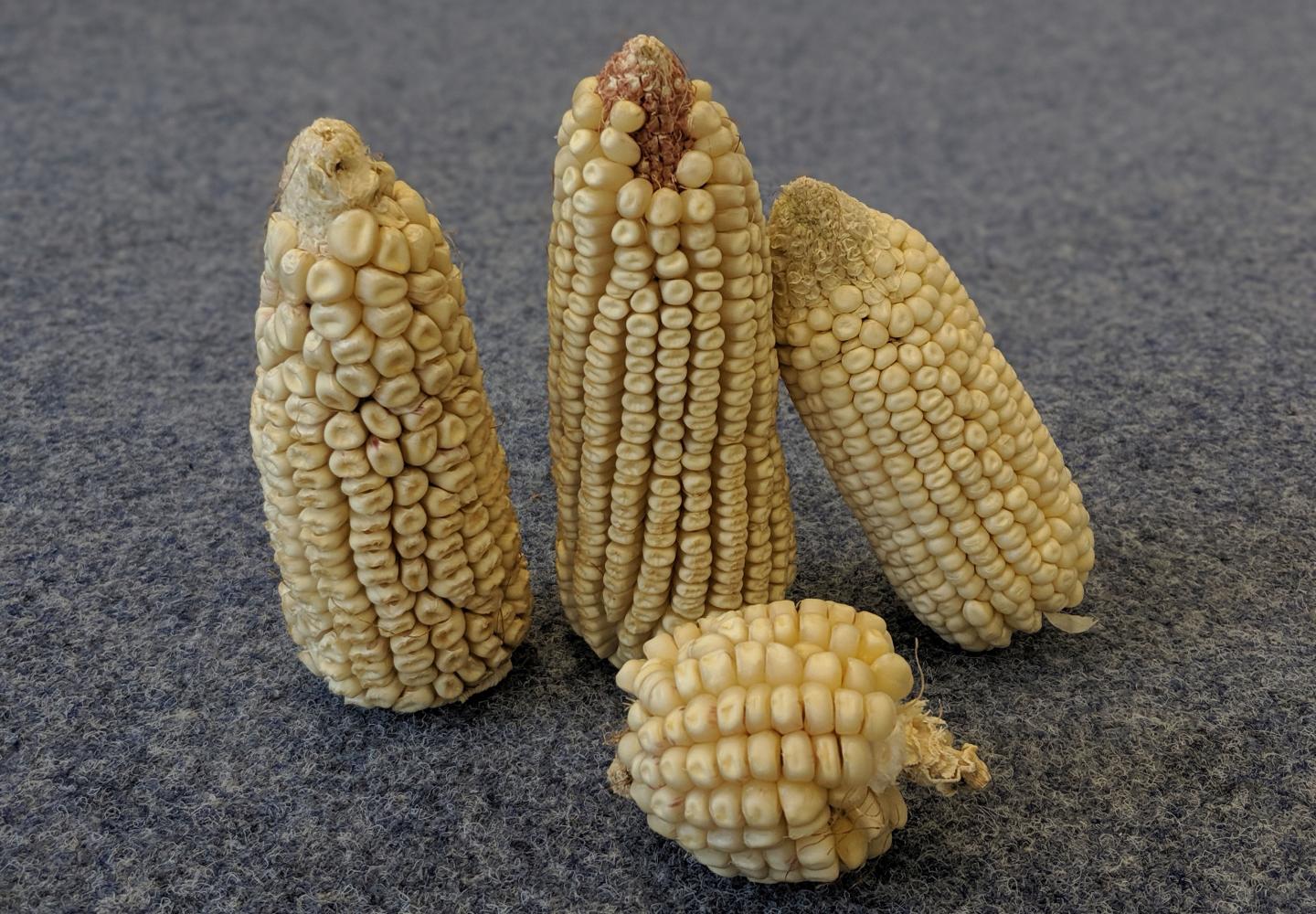 Corn on the Cob [IMAGE] | EurekAlert! Science News Releases